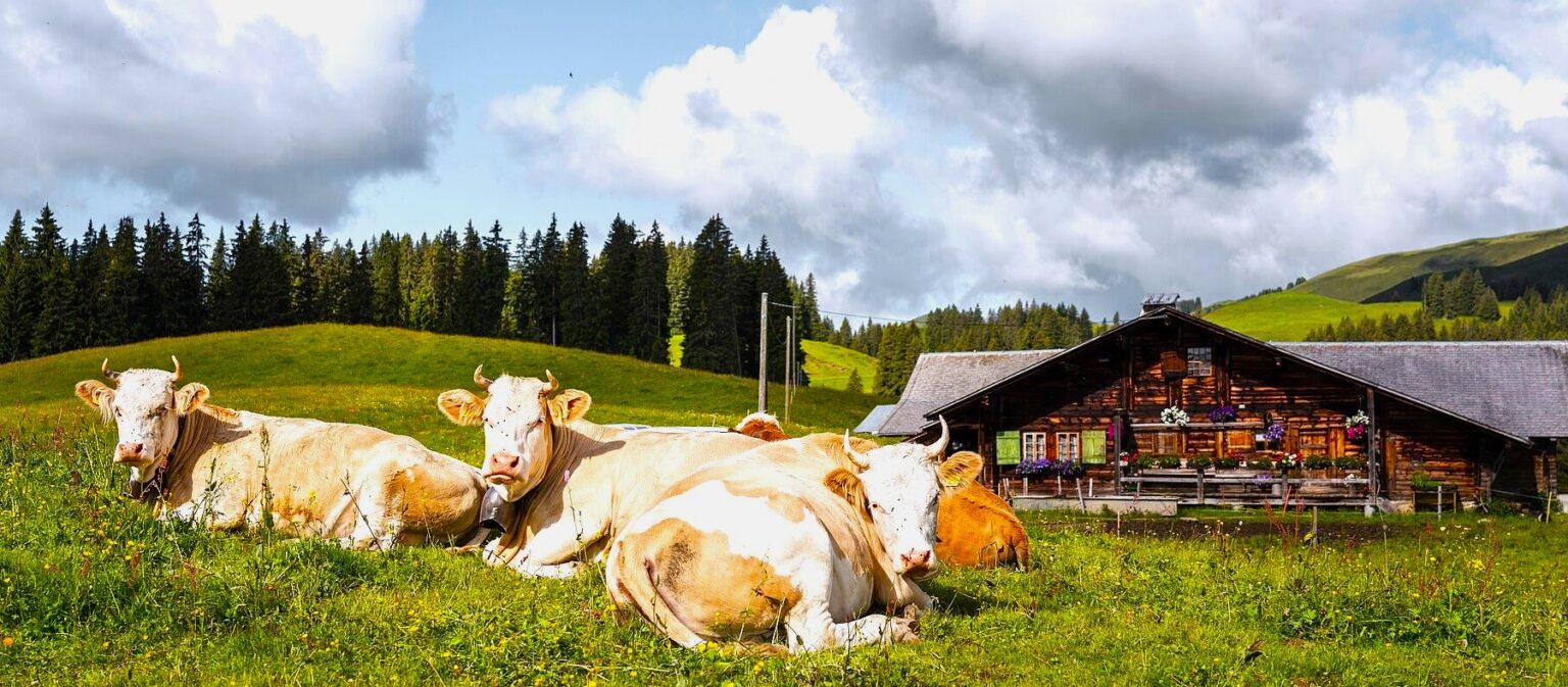 Swiss Dairy & Cheese Farm Visit: Crafting Curds, Cuddling Cows & a ...